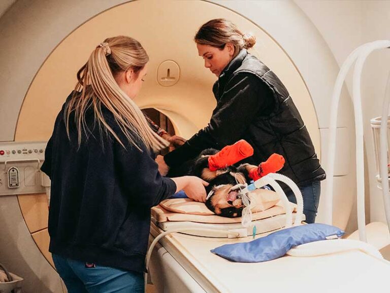 Our Services - Eden Vets