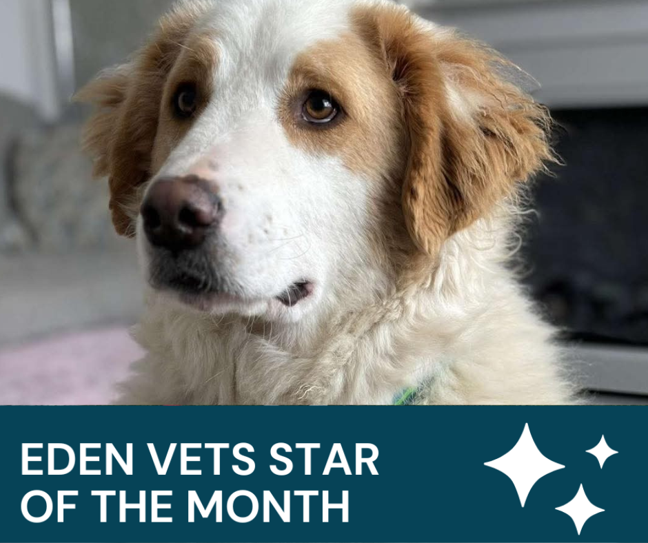Eden Vets February Newsletter